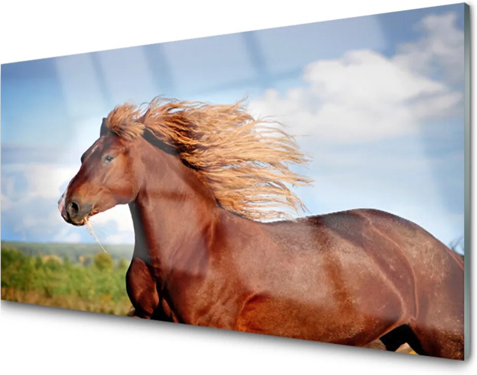 Obraz na skle Skleněný Kůň Zvířata