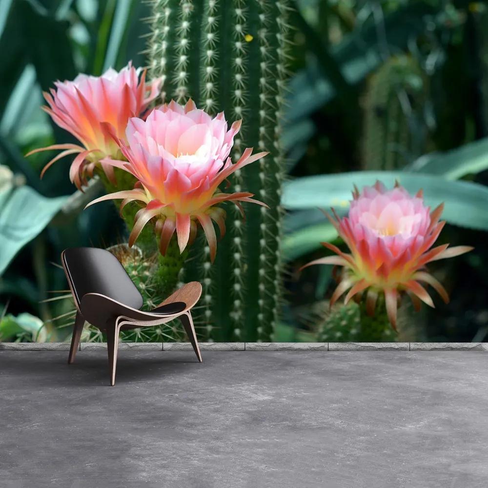 Fototapeta Kaktusový květ
