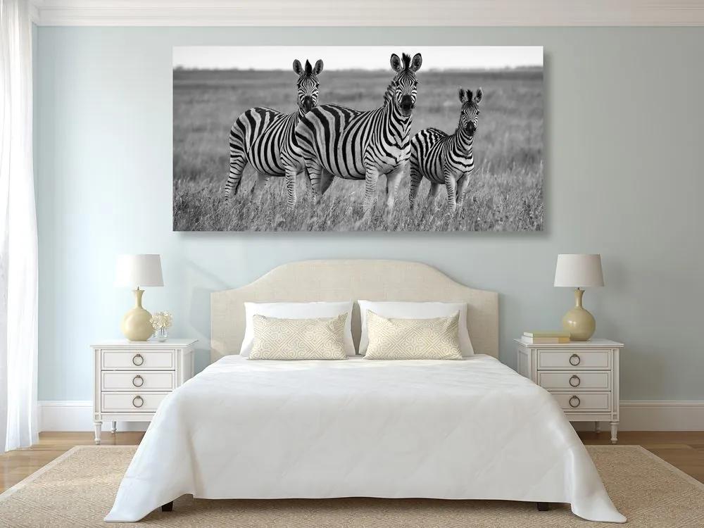 Obraz tři zebry v savaně v černobílém provedení Varianta: 100x50