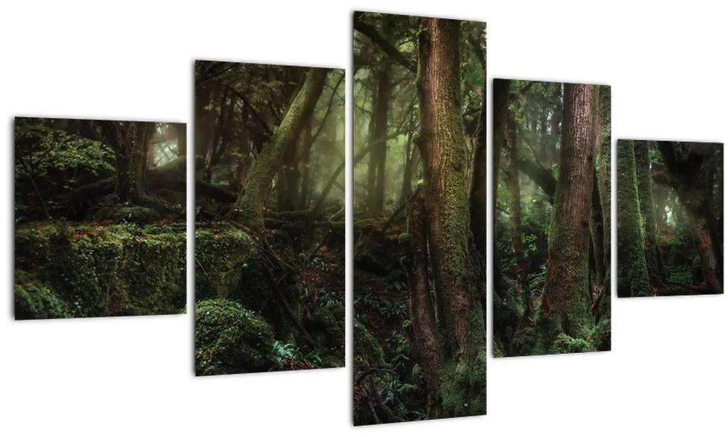 Obraz - Tajemný les (125x70 cm)