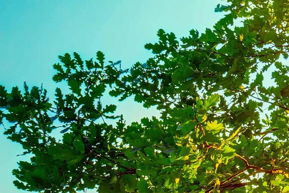 Malvis ® Obraz Strom v ranním slunci Velikost: třídílný obdélník - 120x80 cm