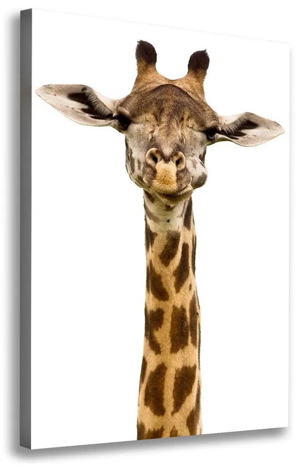 Wallmuralia Moderní fotoobraz canvas na rámu Žirafa 70x100 cm