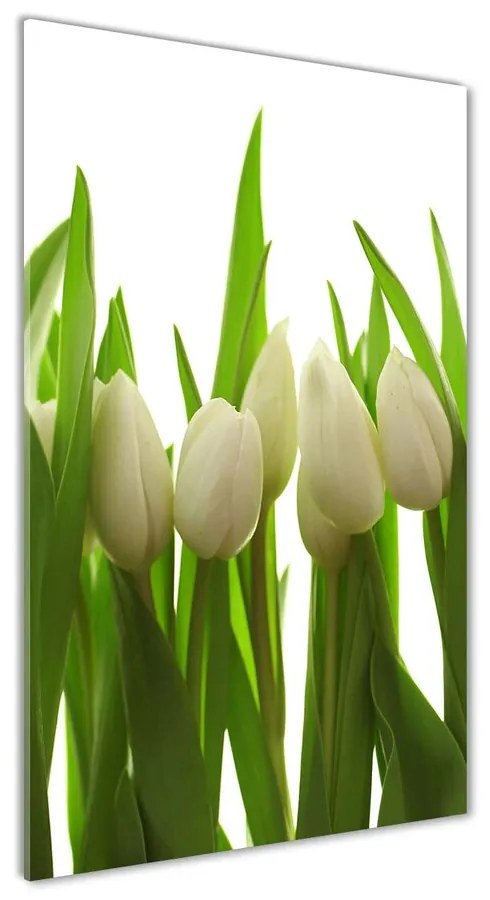 Wallmuralia Foto obraz fotografie na skle Bílé tulipány 70x140 cm