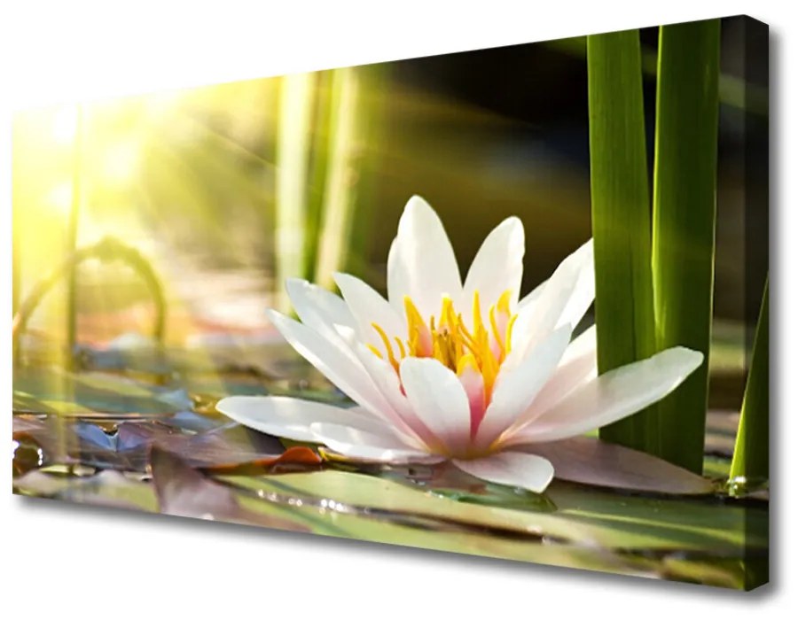 Obraz na plátně Květ Vodní Lilie 120x60 cm