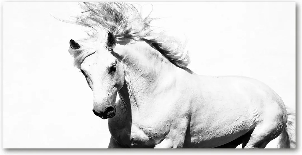 Foto obraz akryl svislý do obýváku Bílý kůň
