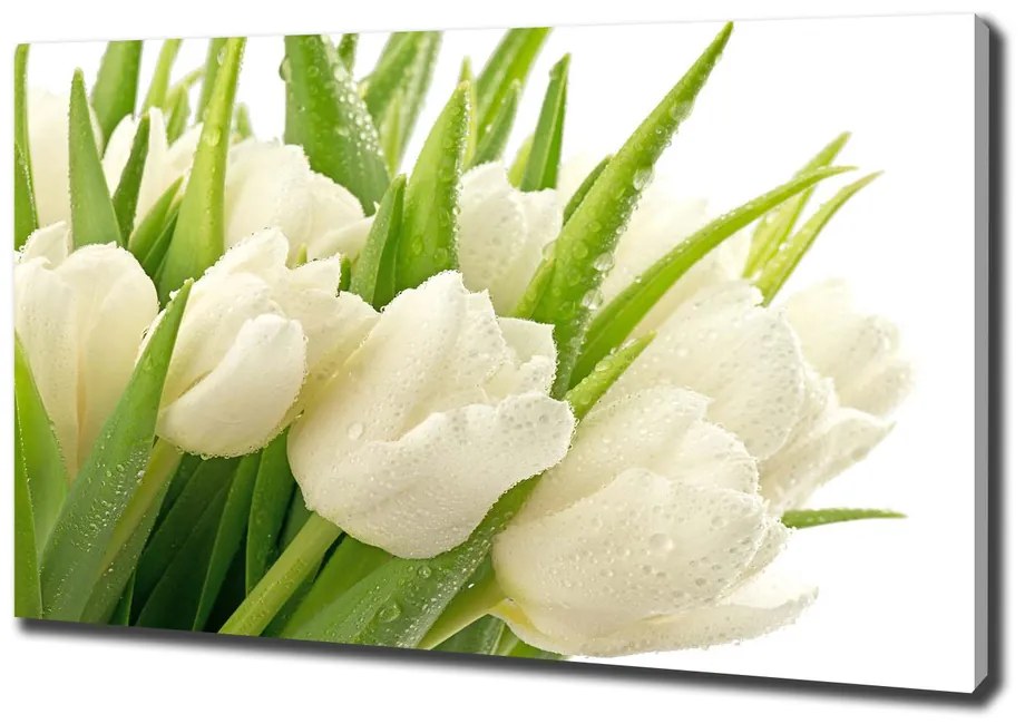 Wallmuralia Foto obraz tištěný na plátně Bílé tulipány 100x70 cm