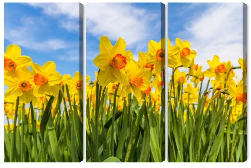 Vícedílný obraz 3D Pole Narcisů Nedostatek Nedostatek Přírodní plátno 180x120