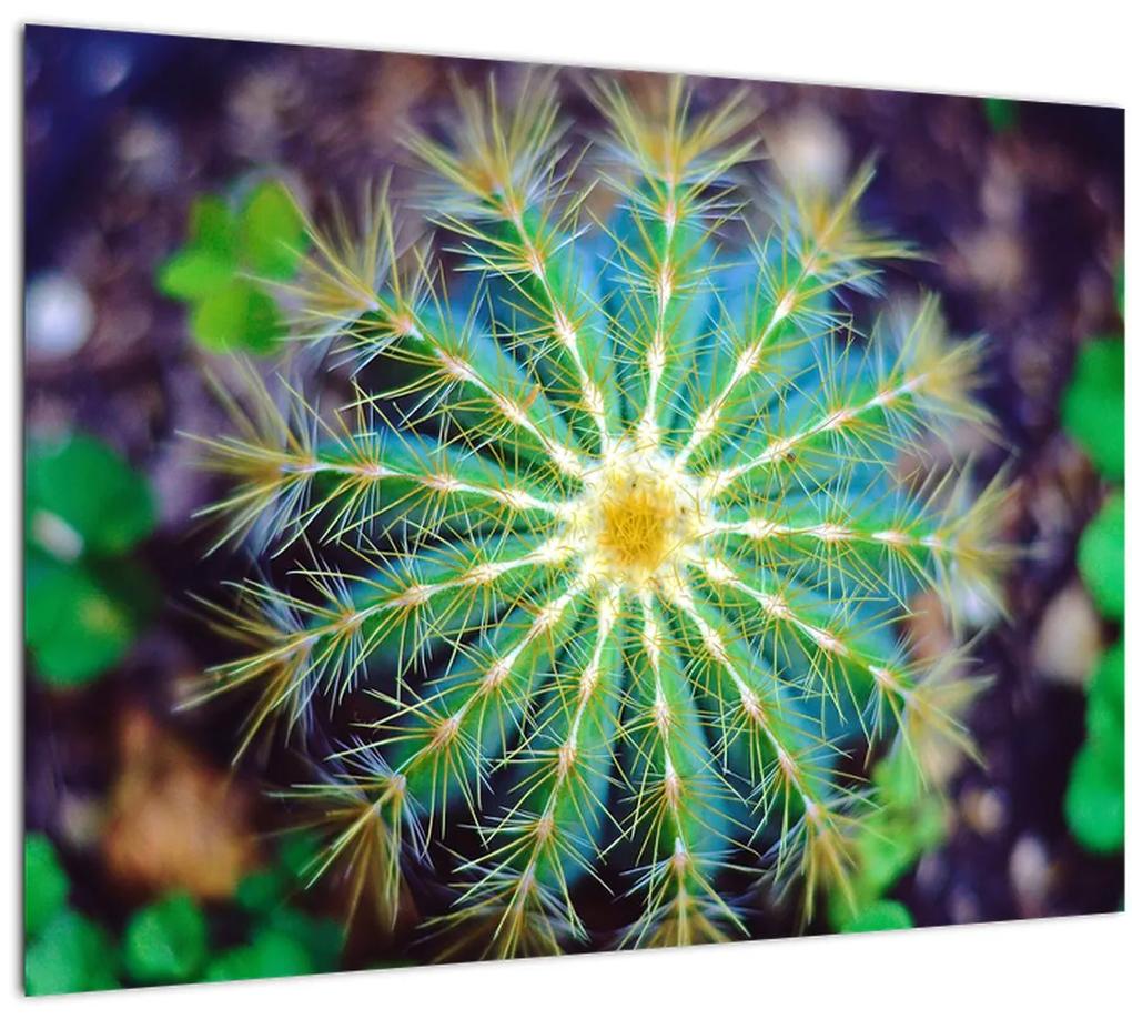 Skleněný obraz kaktusu (70x50 cm)