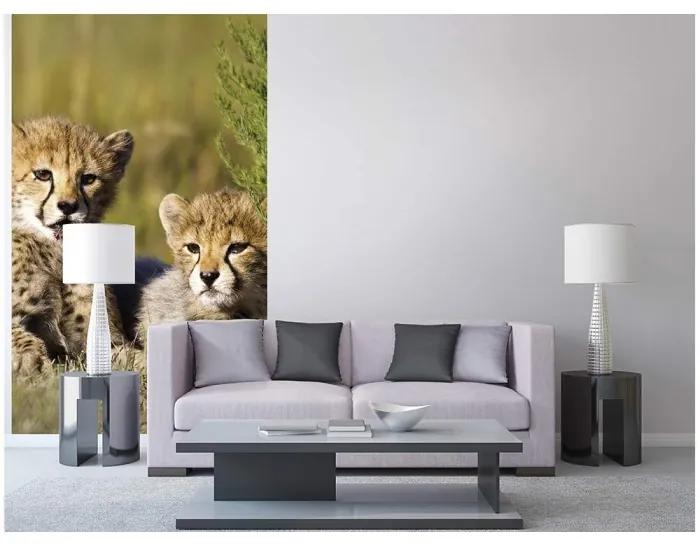 DIMEX | Vliesová fototapeta na zeď Gepardi MS-2-0229  | 150 x 250 cm | béžová, zelená, černá