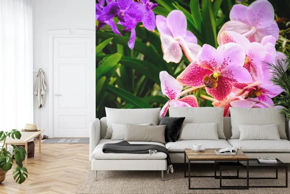 Fototapeta Barevné Orchideje 3D Omyvatelný vlies 416x254