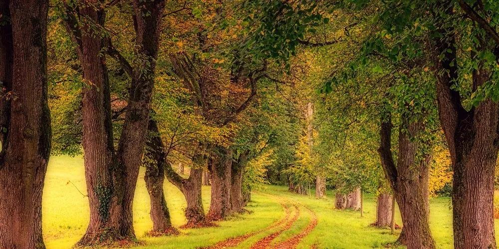 Obraz chodník podzimním lesem - 120x60 cm