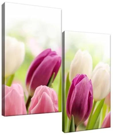 Tištěný obraz Barevné jemné tulipány 60x60cm 2125A_2A