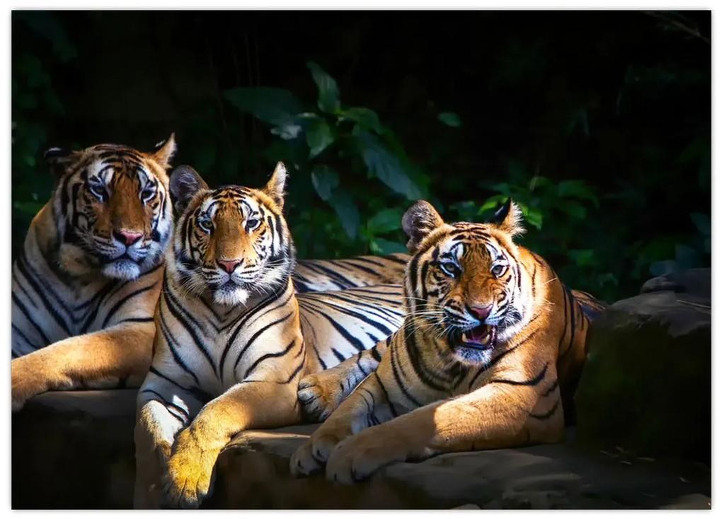 Obraz - Tygří bratři (70x50 cm)