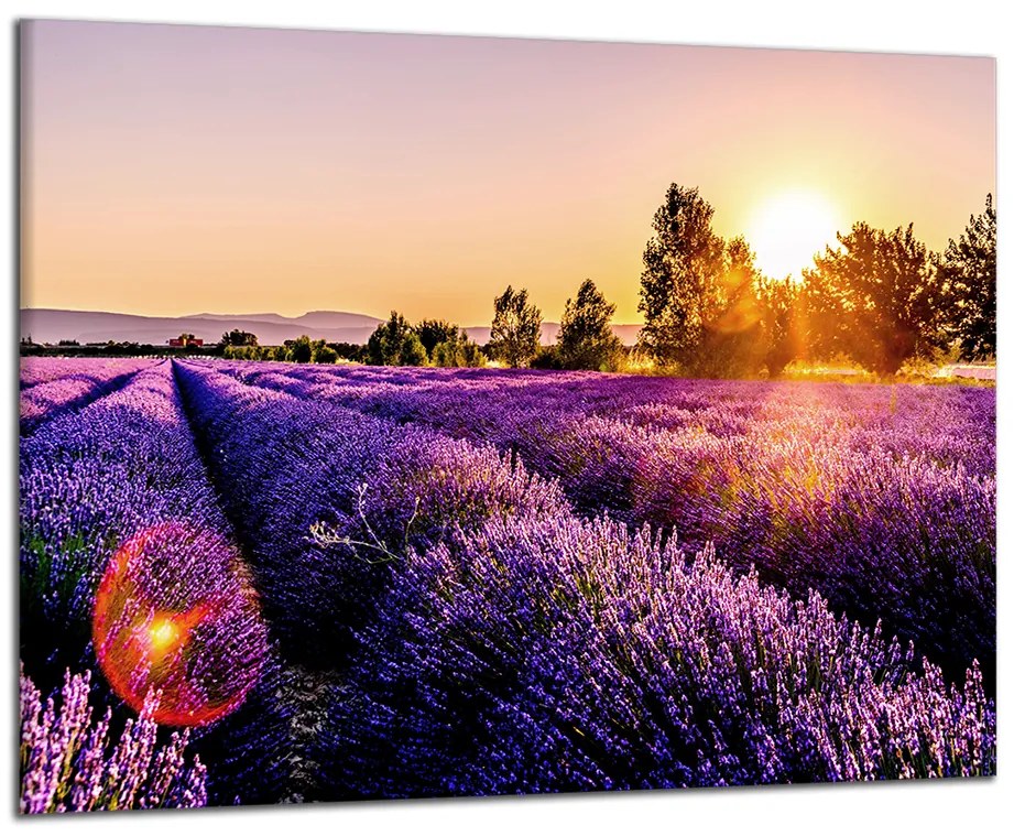 Obraz na plátně Pole v Provence 3038AX Biano.cz