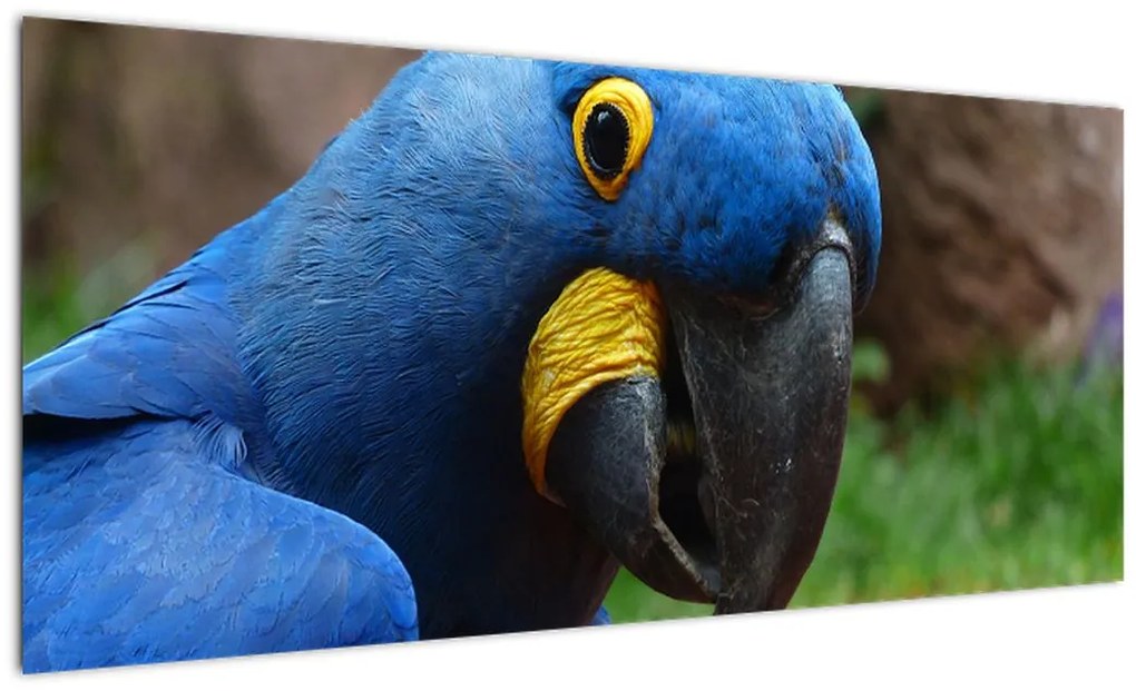 Obraz - papoušek (100x40cm)