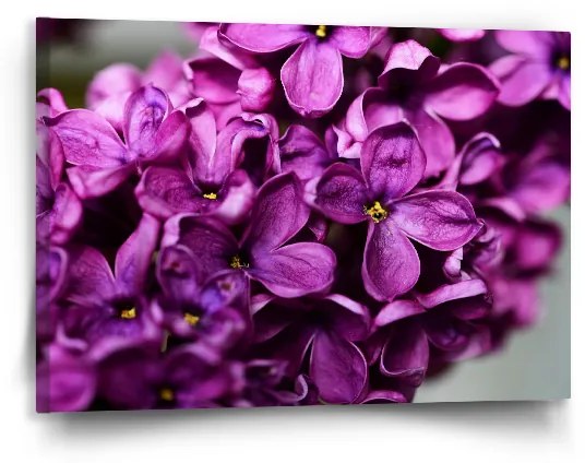 Obraz SABLIO - Fialové květy 90x60 cm