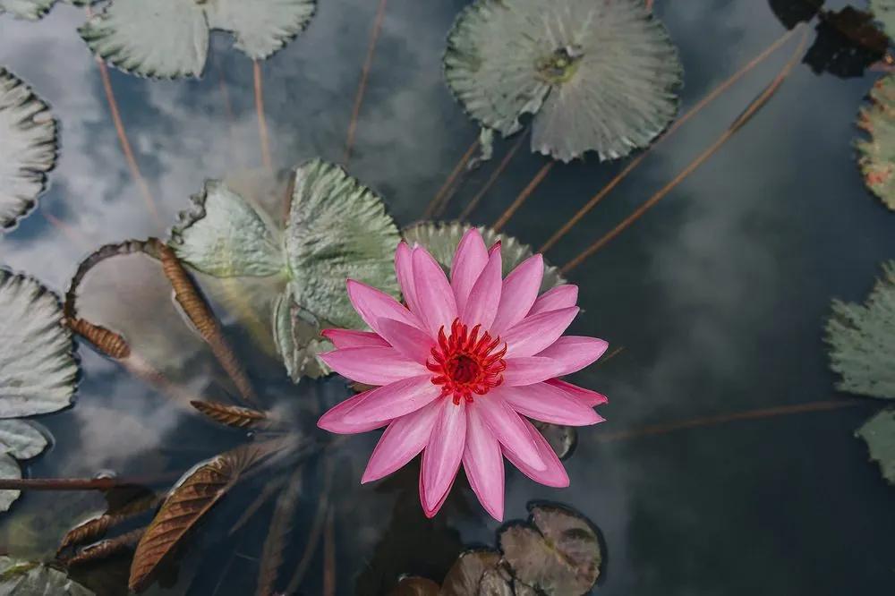 Samolepící fototapeta okouzlující lotosový květ