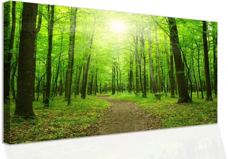 Malvis ® Obraz - procházka po lese Velikost: 150x100 cm