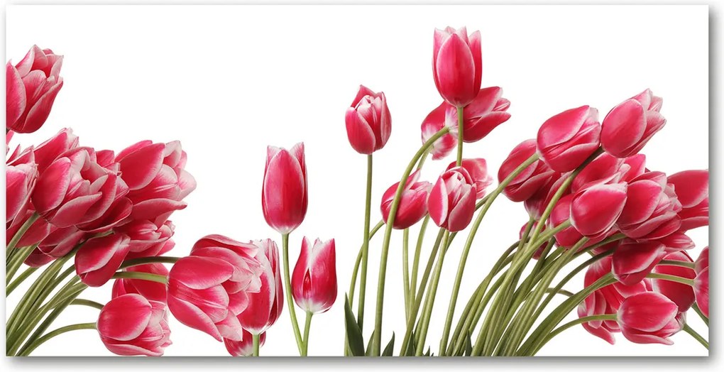 Foto obraz akrylový Červené tulipány