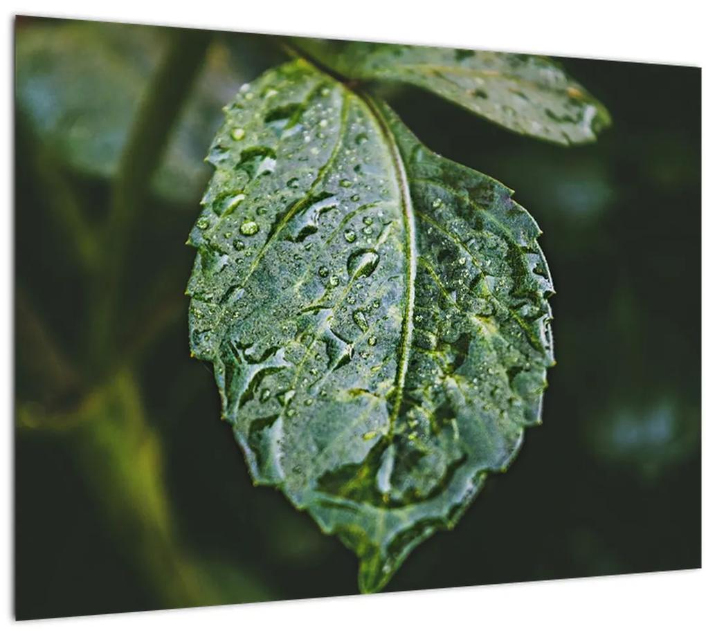 Skleněný obraz - kapky na listě (70x50 cm)