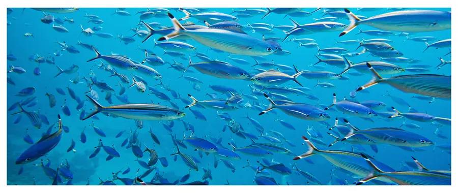 Wallmuralia Foto obraz akrylové sklo Korálové ryby 125x50 cm
