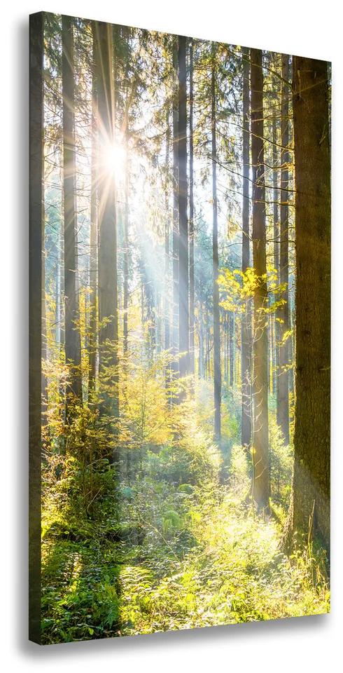 Wallmuralia Foto obraz canvas Slunce v lese 50x100 cm