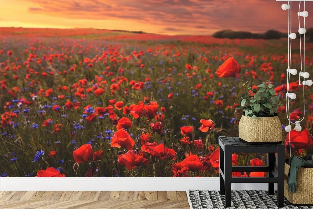 Fototapeta Poppy Field Hladký vinyl 254x184