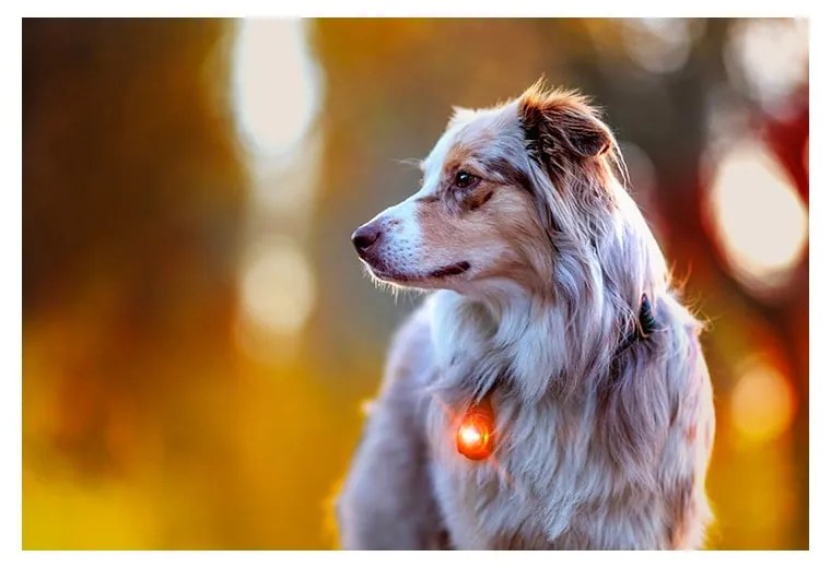 LED světlo na obojek Amber – Orbiloc