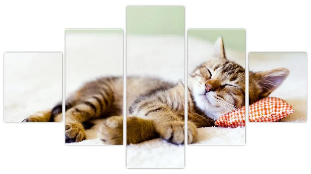 Obraz - Spící kotě (125x70 cm)