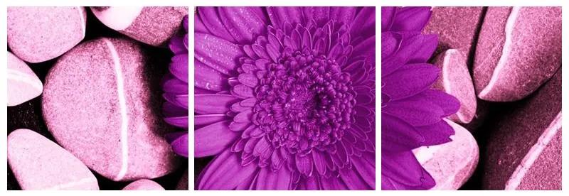 Obraz fialového květu na kamenech  (150x50 cm), 40 dalších rozměrů