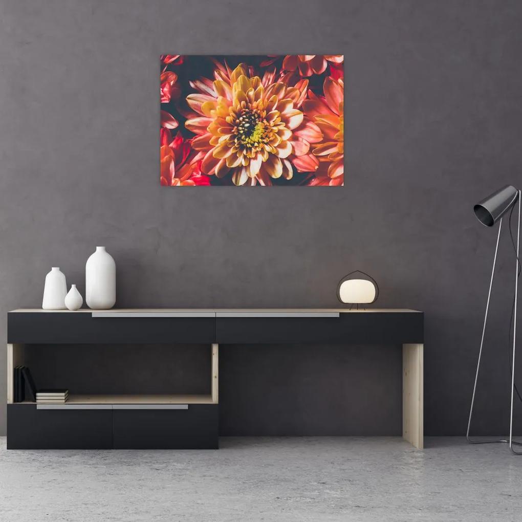 Skleněný obraz - Chryzantémy (70x50 cm)