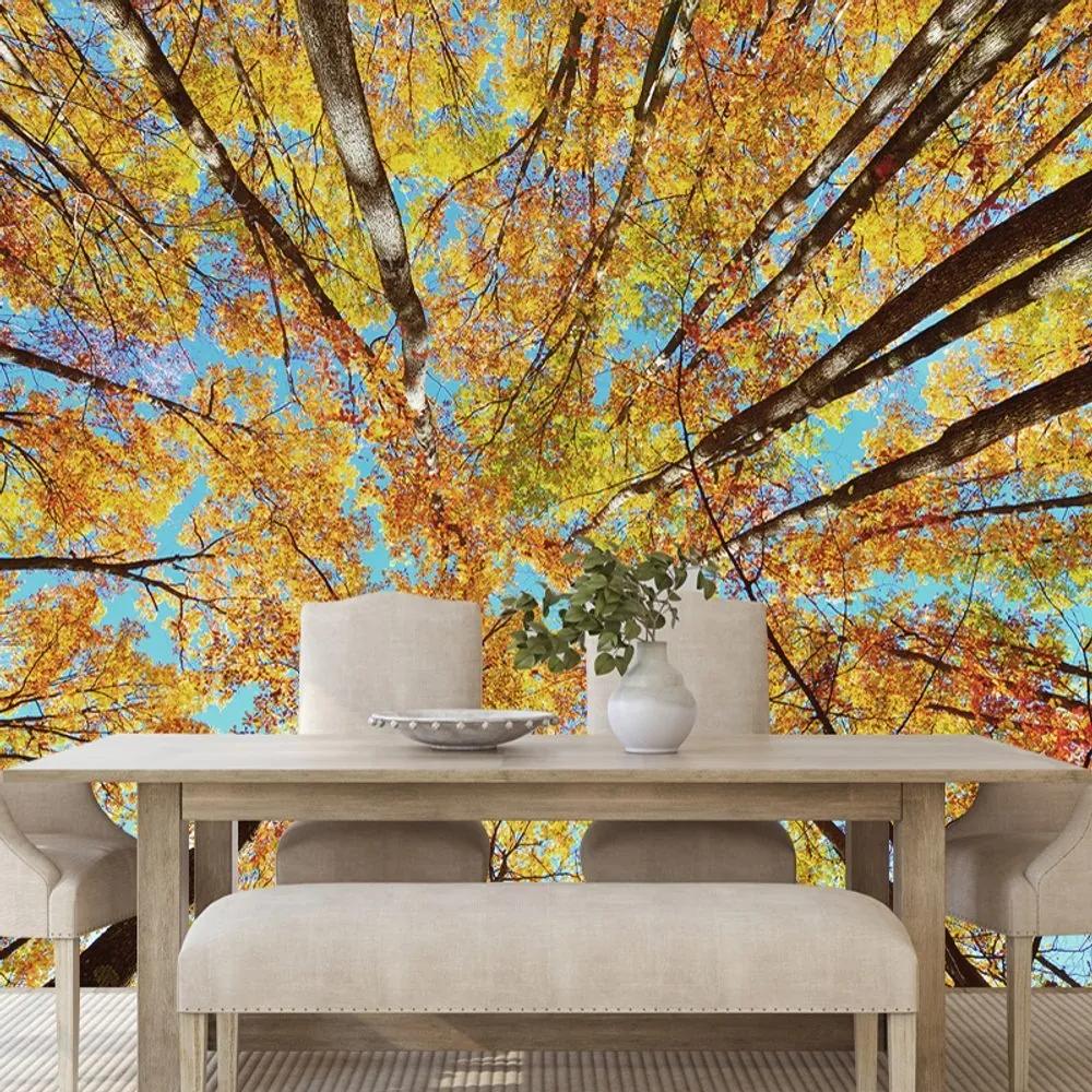 Samolepící fototapeta podzimní koruny stromů - 225x150 cm