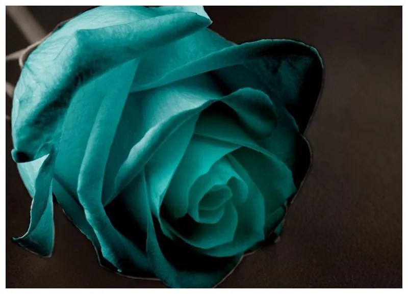 Obraz tyrkisové růže (70x50 cm), 40 dalších rozměrů