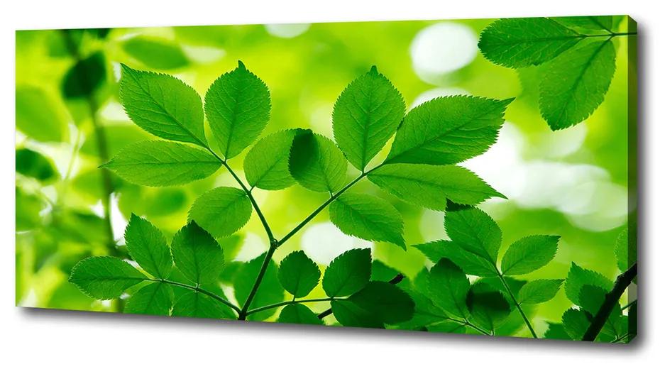 Wallmuralia Foto-obraz canvas do obýváku Zelené listí 125x50 cm