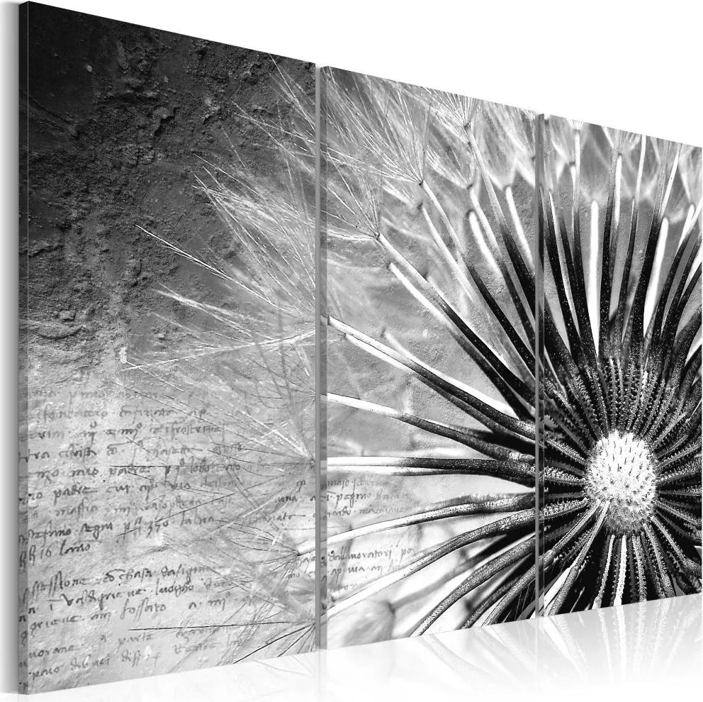 Obraz na plátně Bimago - pampeliška (černobílý) 60x40 cm
