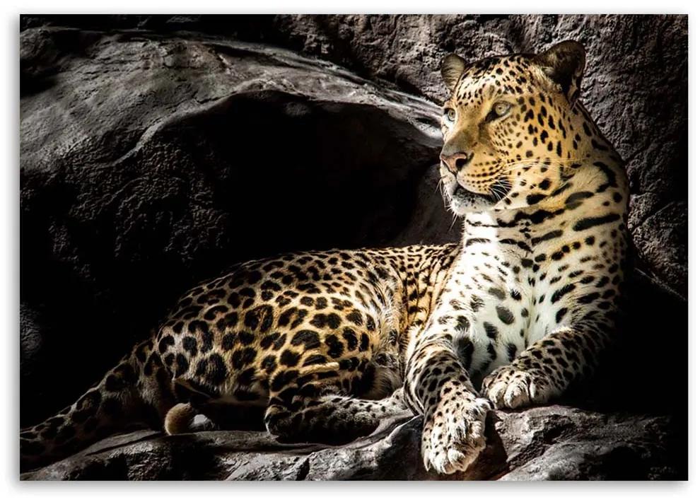 Gario Obraz na plátně Leopard na skalách Rozměry: 60 x 40 cm