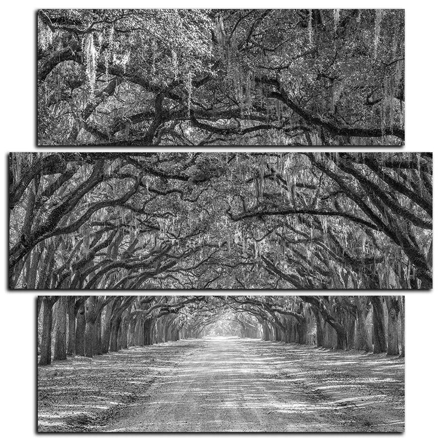 Obraz na plátně - Historické dubové stromy lemované polní cestou - čtverec 3239QD (105x105 cm)