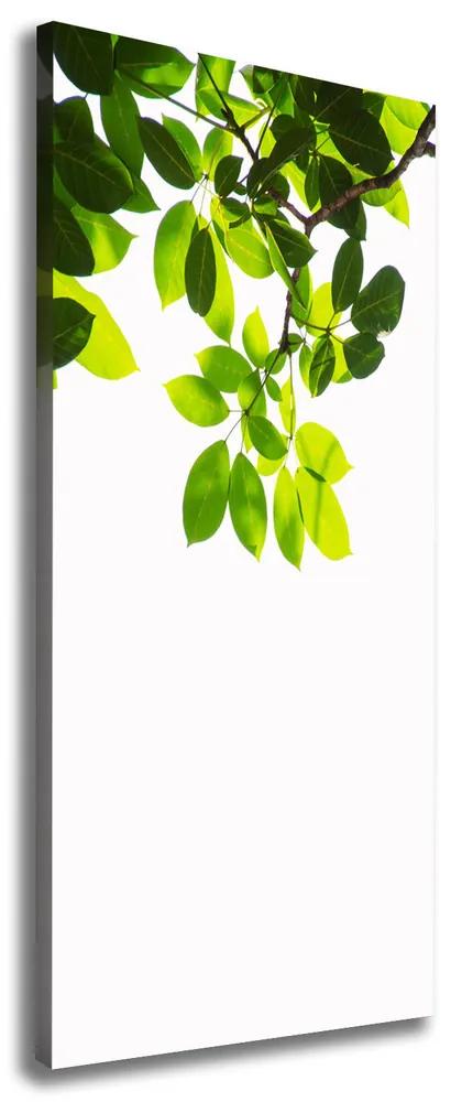 Wallmuralia Foto obraz na plátně Zelené listí 50x125 cm