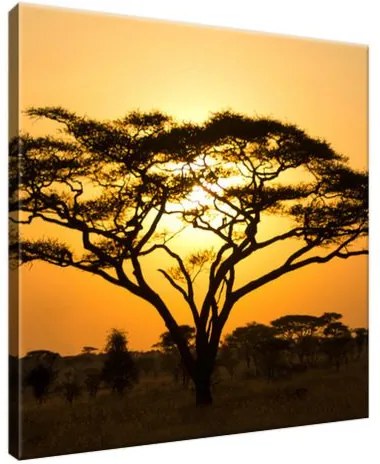Tištěný obraz Akácie v Serengeti 30x30cm 1249A_1AI