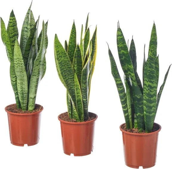 SANSEVIERIA TRIFASCIATA Rostlina, Tchýnin jazyk, 14 cm