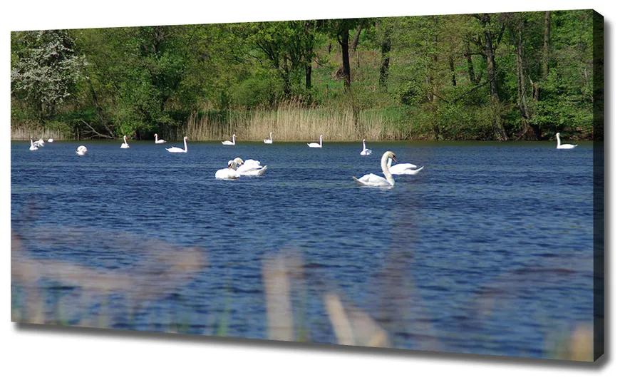Wallmuralia Foto obraz na plátně Bílé labutě 120x60 cm
