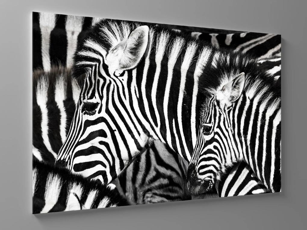 Liox Černobílý obraz zebry Rozměr: 60 x 40 cm