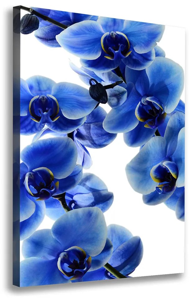 Wallmuralia Foto obraz na plátně Modrá orchidej 70x100 cm