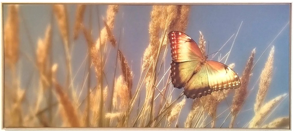 Bondecor Obraz na plátně v rámu "Butterfly gold" 134x59cm