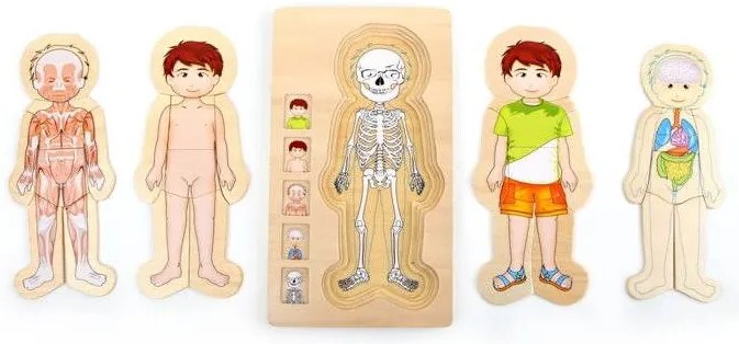 Puzzle puzzle - anatomie tim