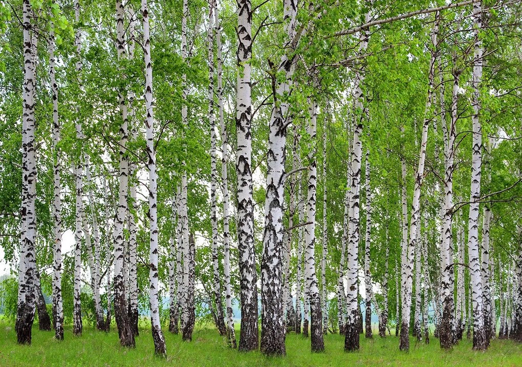 Fototapeta na zed' Břízová Alej | 360 x 254 cm | DFTS1304