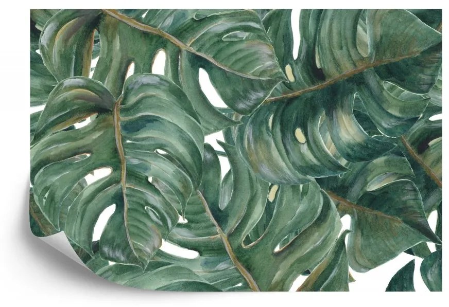 Fototapeta Akvarel Listy Monstera Strukturální vinyl 270x180