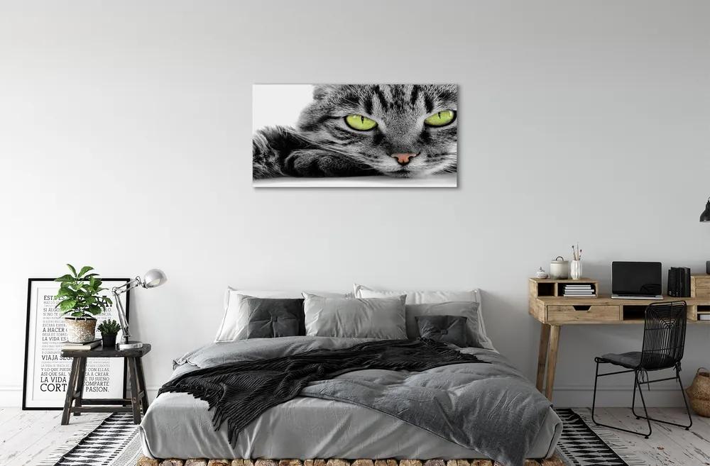Obrazy na plátně Šedočerná kočka 100x50 cm