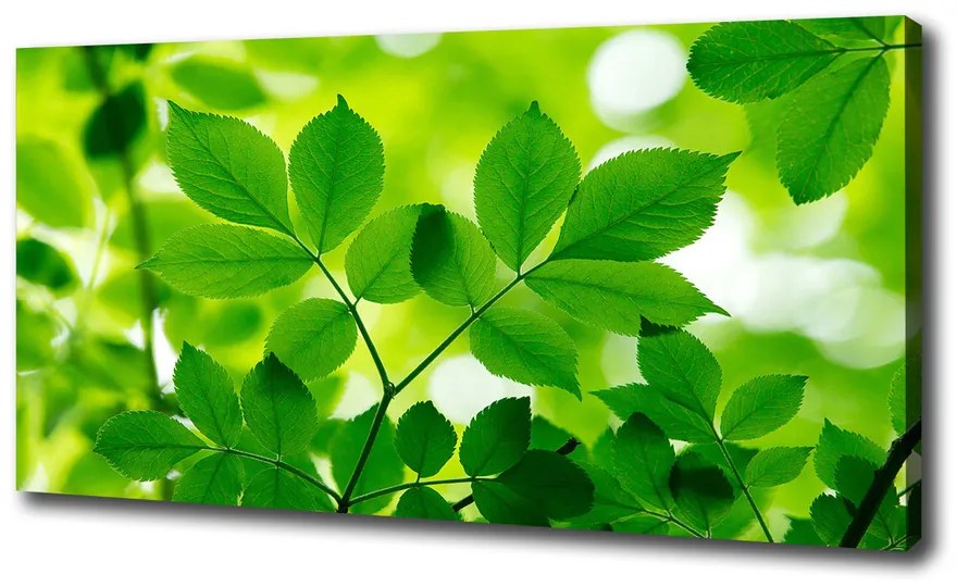 Wallmuralia Foto-obraz canvas do obýváku Zelené listí 100x50 cm