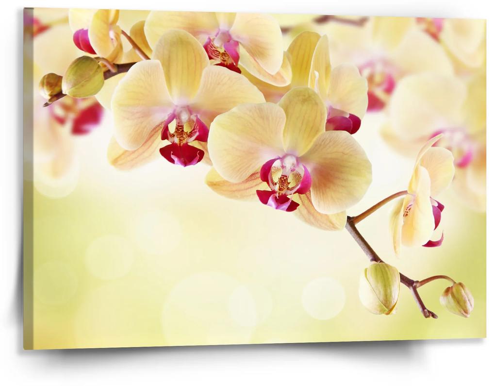 Obraz - Orchidej 2 150x110 cm